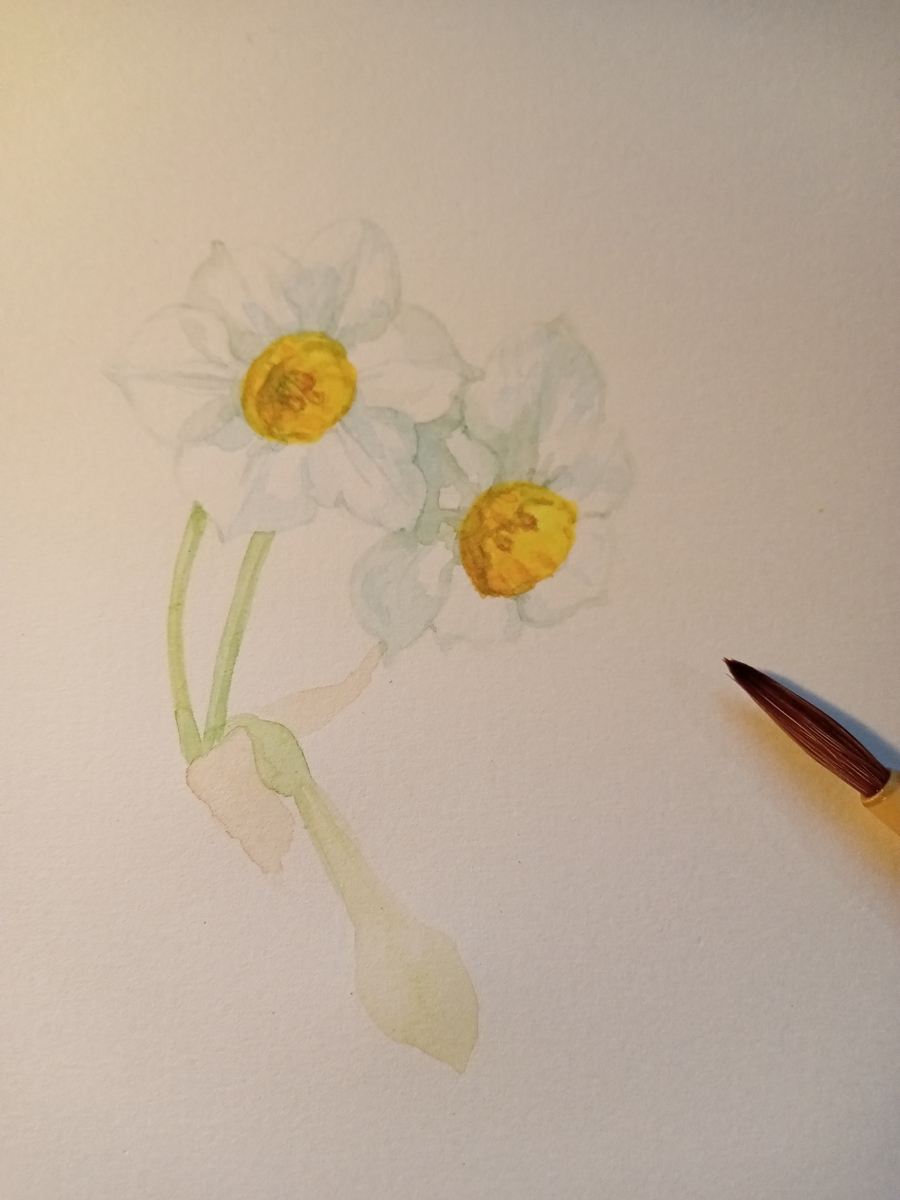 ニホンズイセン Japanese Daffodils - 花の画家