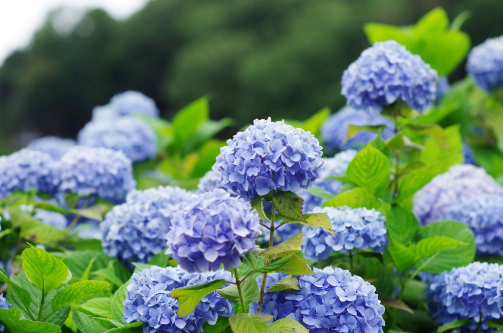 個別「20130615144047」の写真、画像 - 20130615_AJISAI - HaraguroIrojiro's works