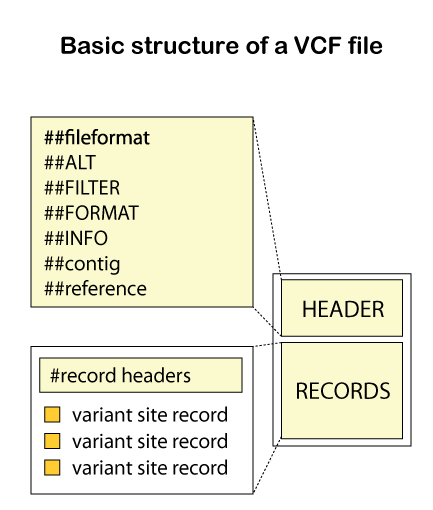 VCFファイルとはなにかを説明します-前編 - バイオインフォマティクスでゲノムワイド関連解析（GWAS)