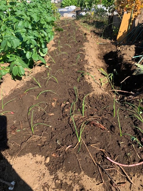 第二の人生 畑で玉ねぎ - Hiro-blogの日記