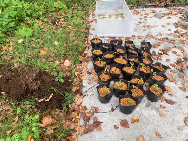 第二の人生 ブルーベリーの接ぎ木の成功 - Hiro-blogの日記