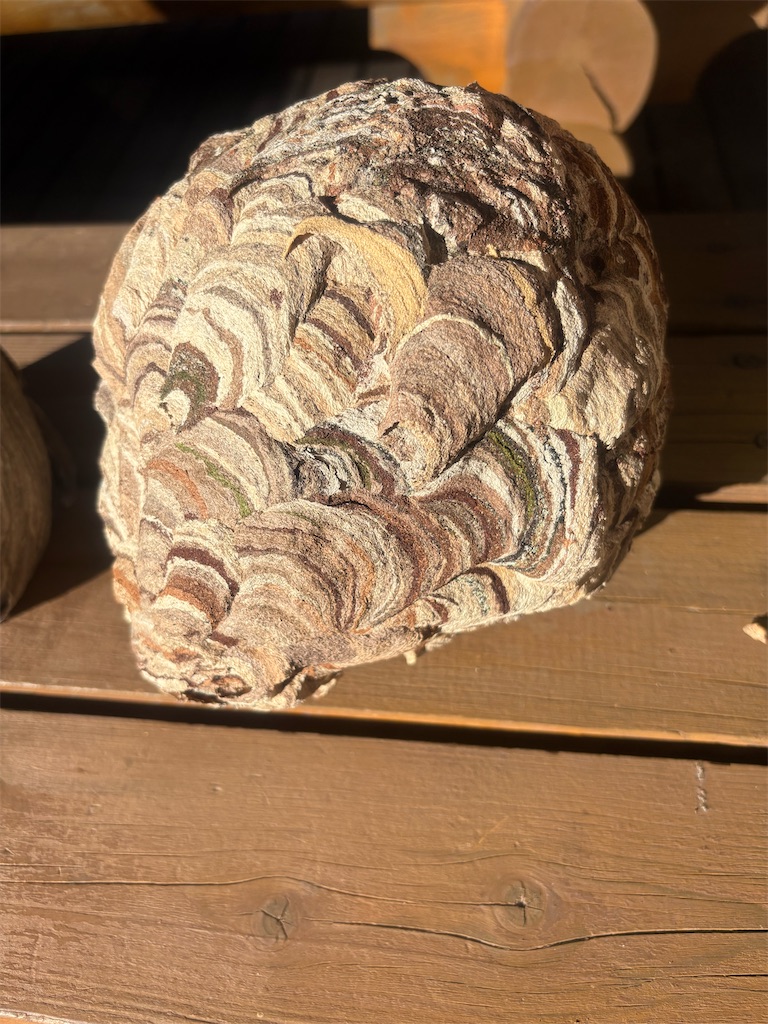 スズメバチの巣の活用？ - Hiro-blogの日記