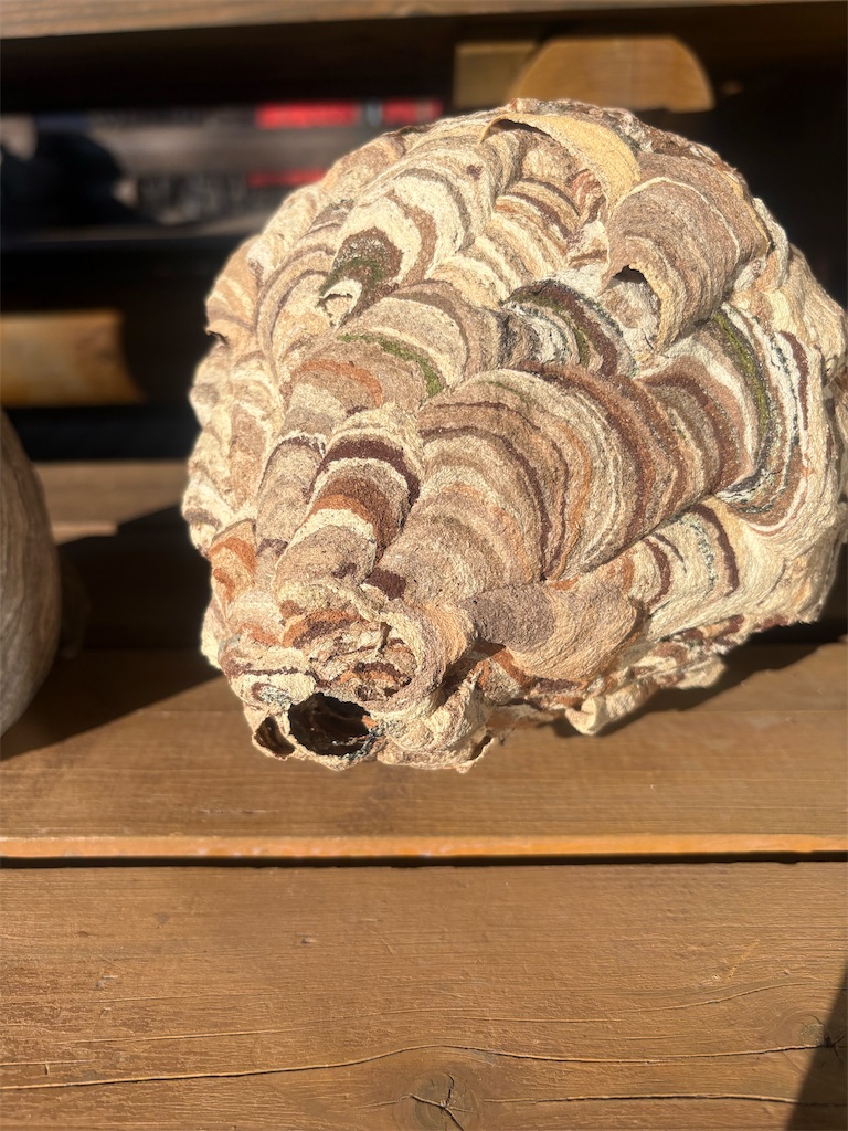 スズメバチの巣の活用？ - Hiro-blogの日記