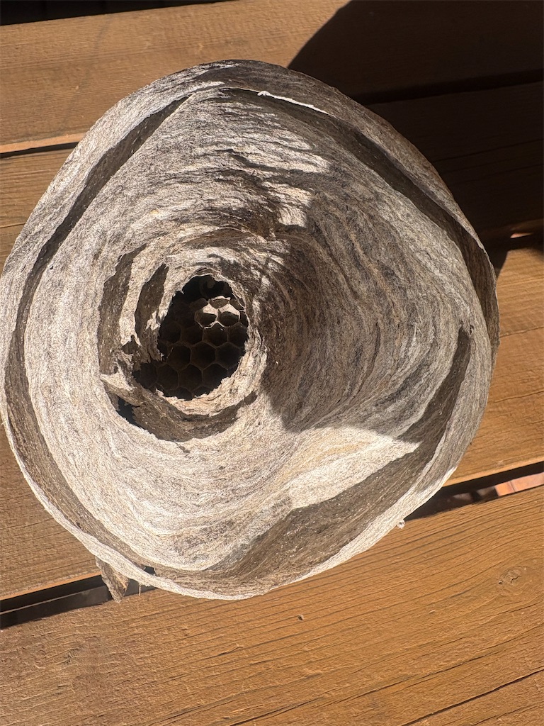 スズメバチの巣の活用？ - Hiro-blogの日記