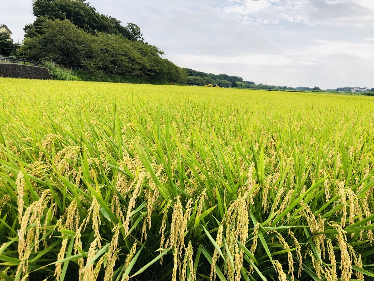 Feeling the coming of autumn in Minuma of Saitama Prefecture ...