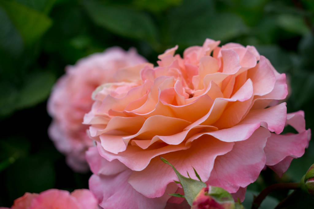 Photo - Insect camera