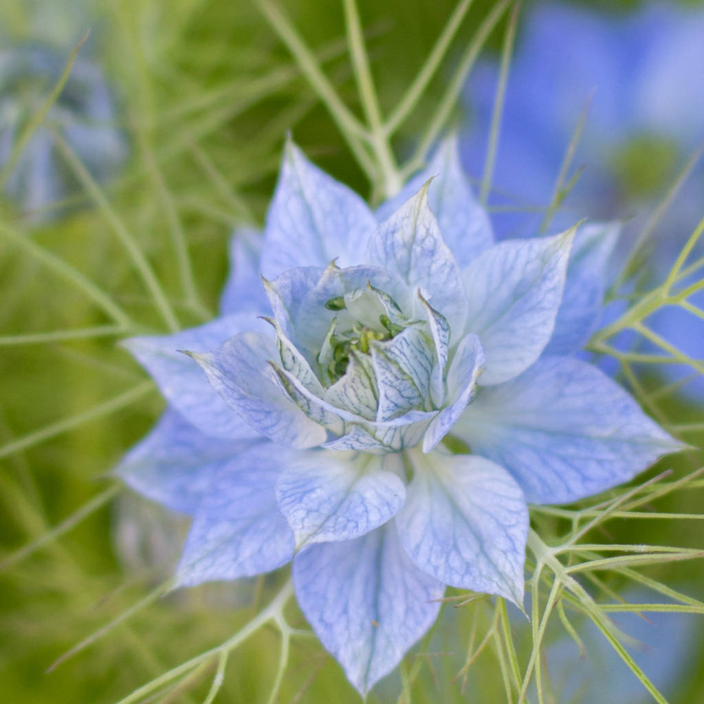 Photo - Insect camera