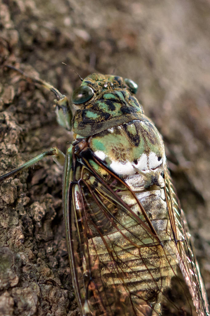 Photo - Insect camera