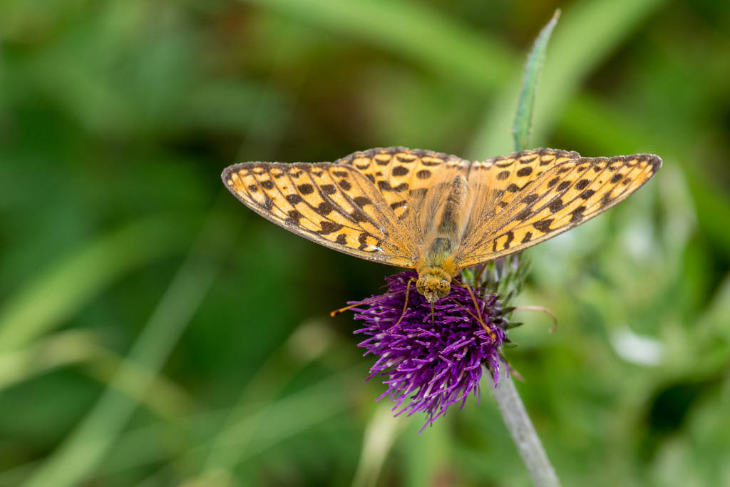 Photo - Insect camera