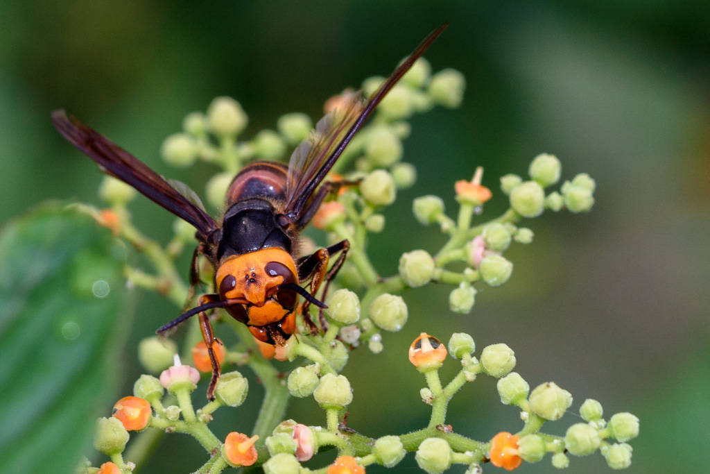 Photo - Insect camera