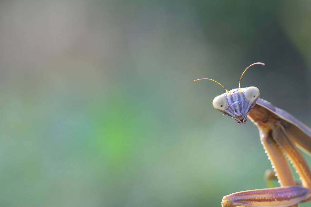 Photo - Insect camera