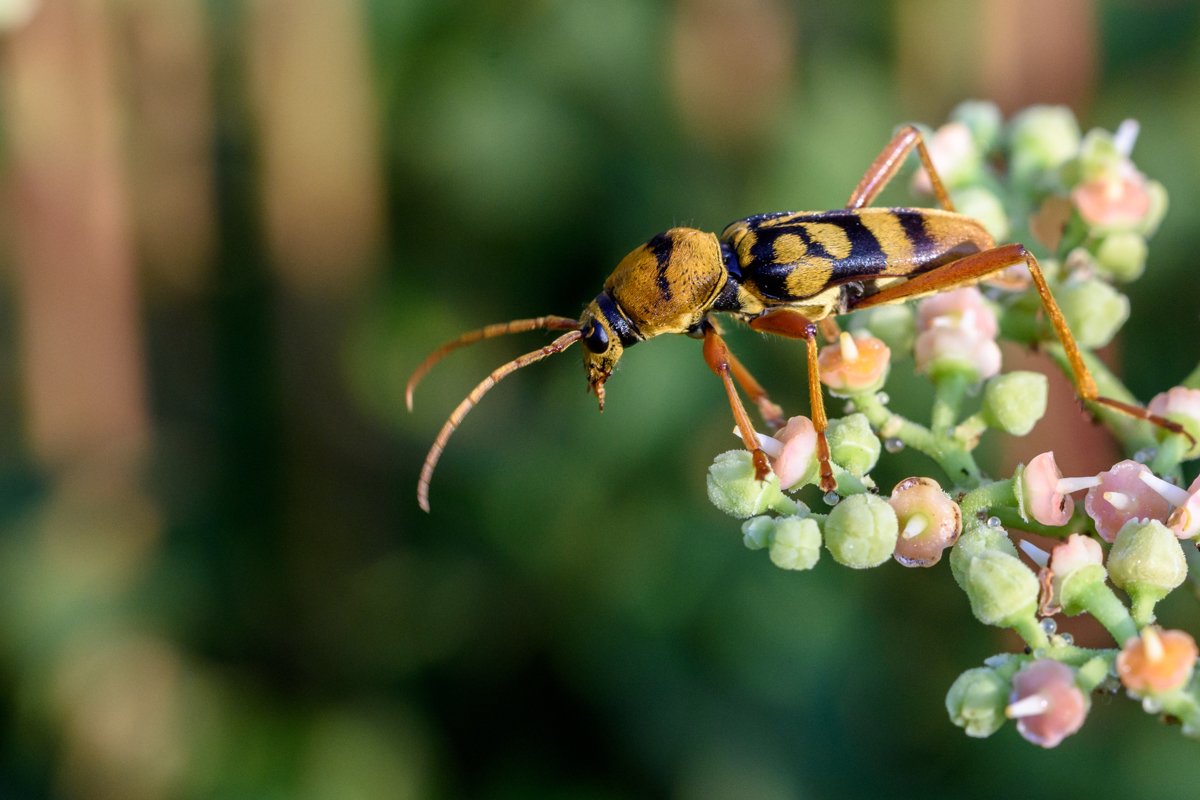Photo - Insect camera