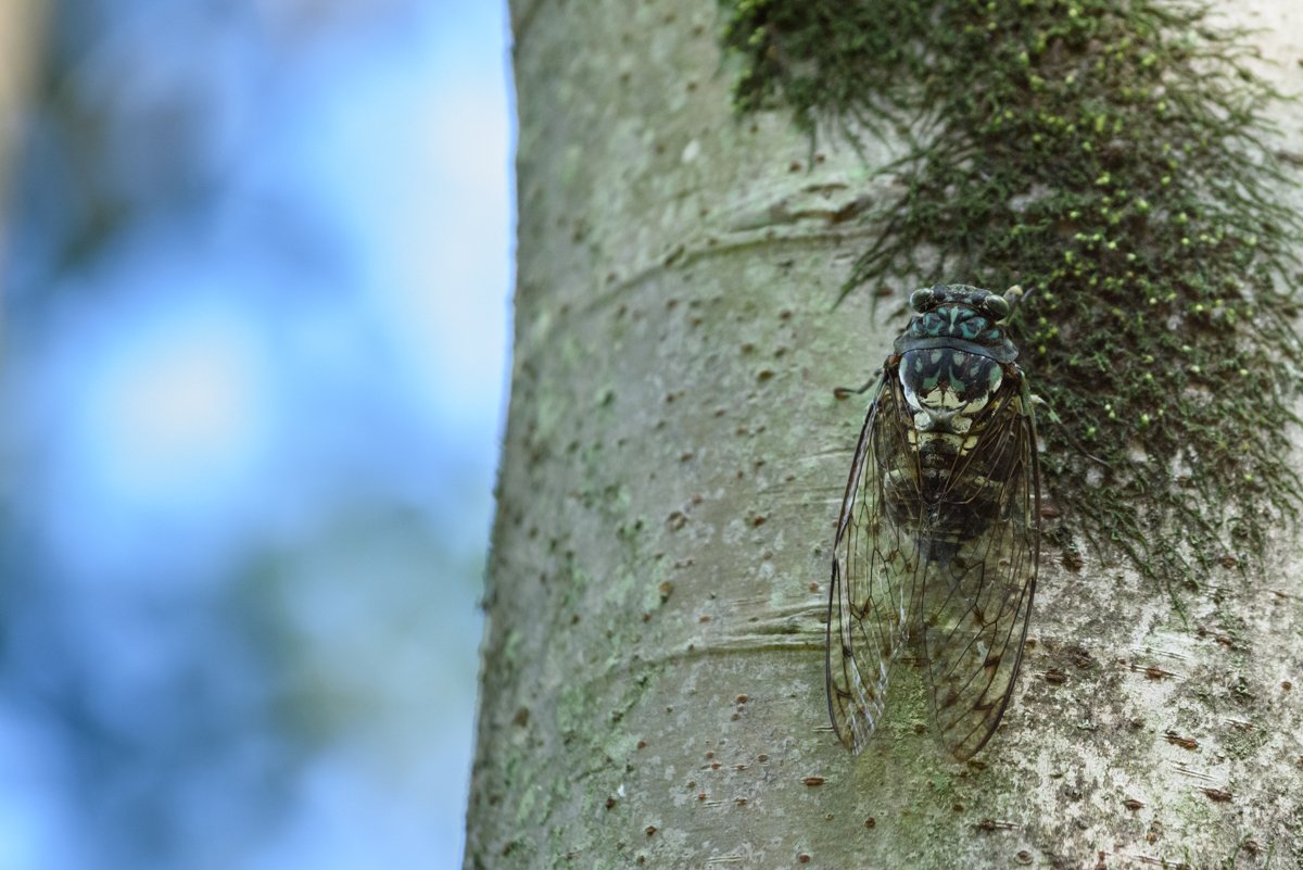 Photo - Insect camera