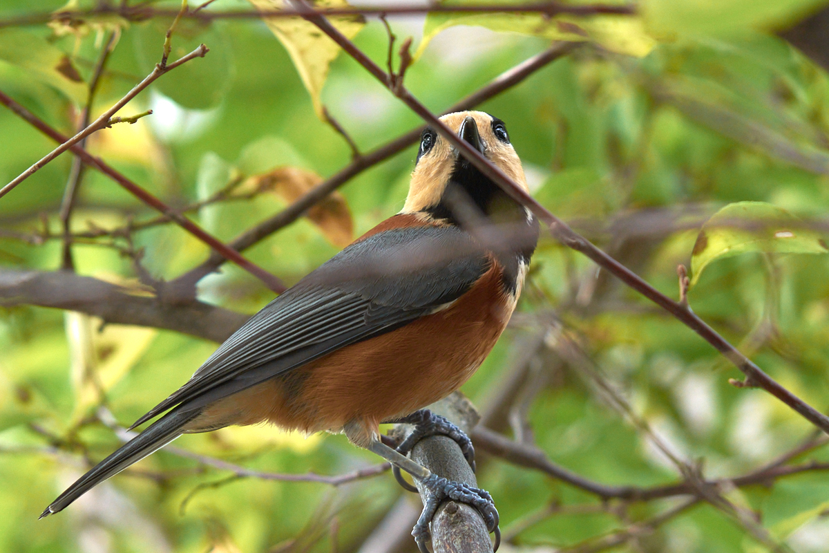 Photo - Insect camera