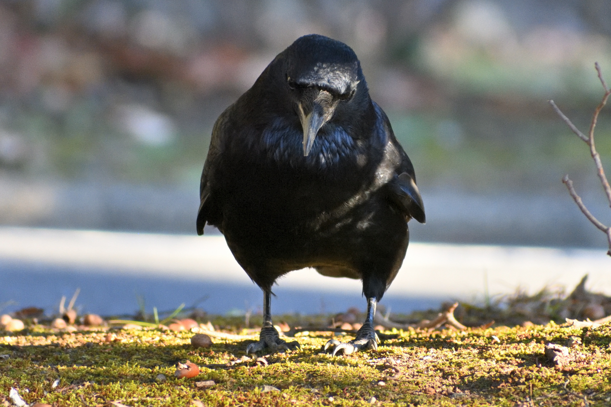 Photo - Insect camera