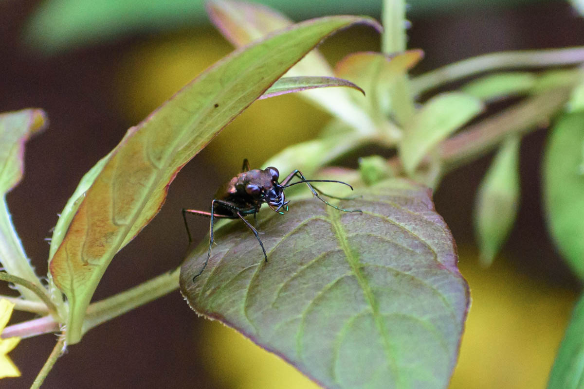 Photo - Insect camera