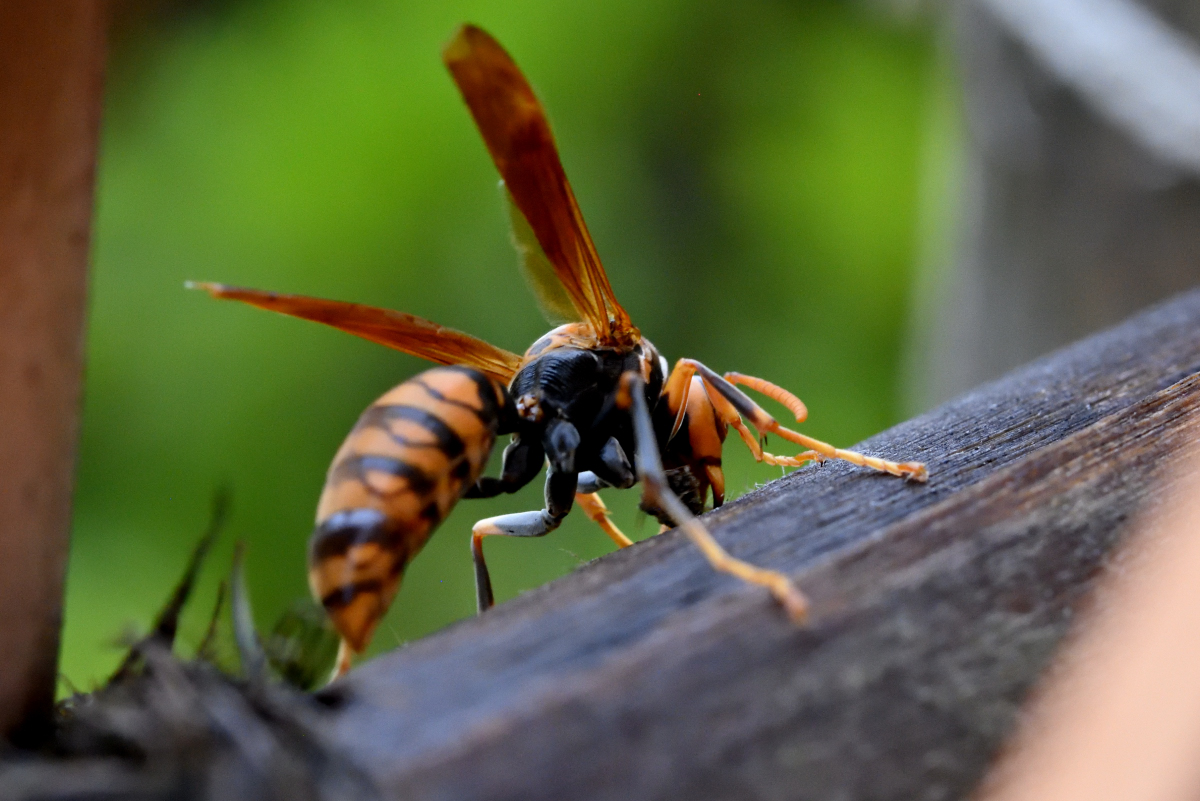 Photo - Insect camera