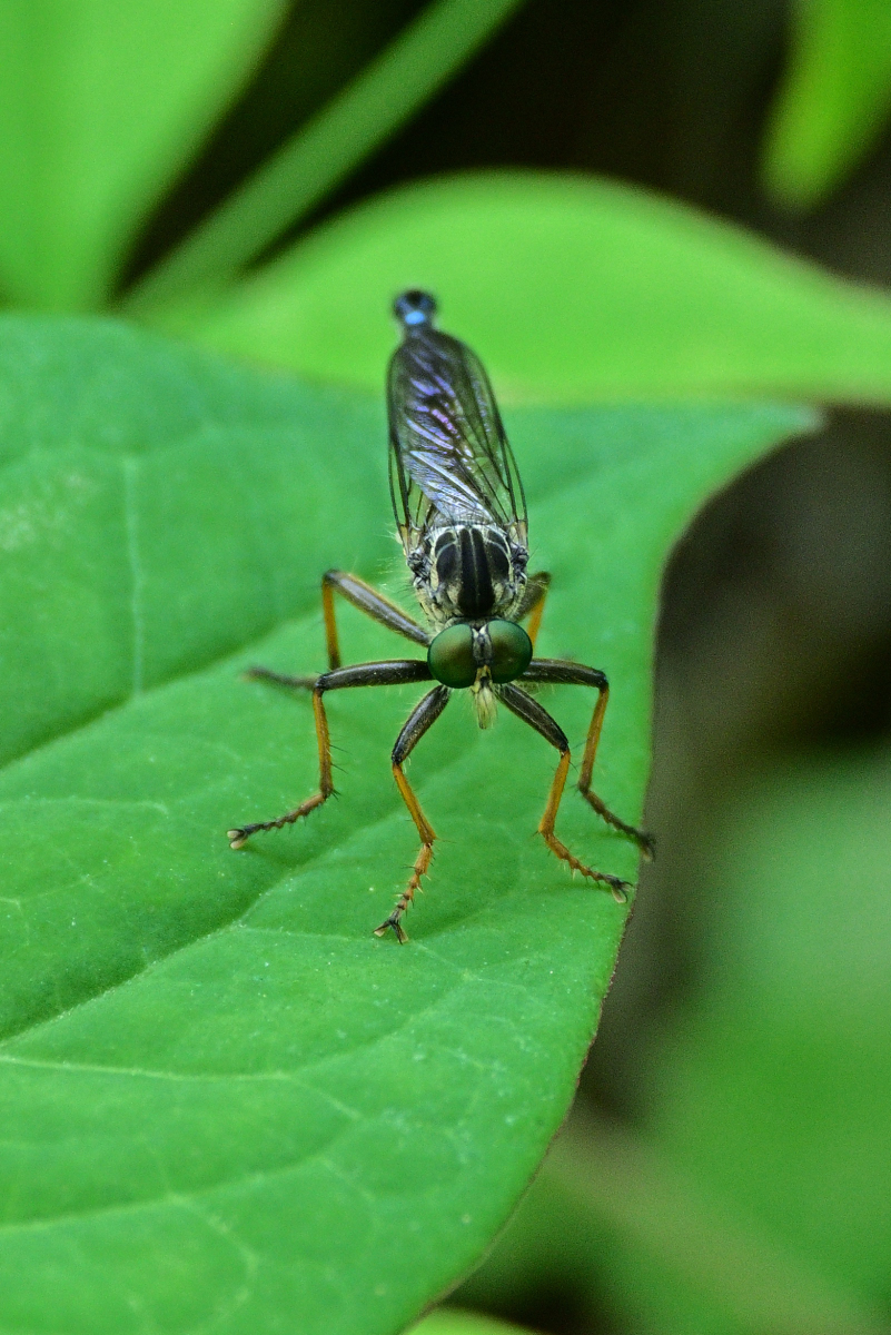 Photo - Insect camera