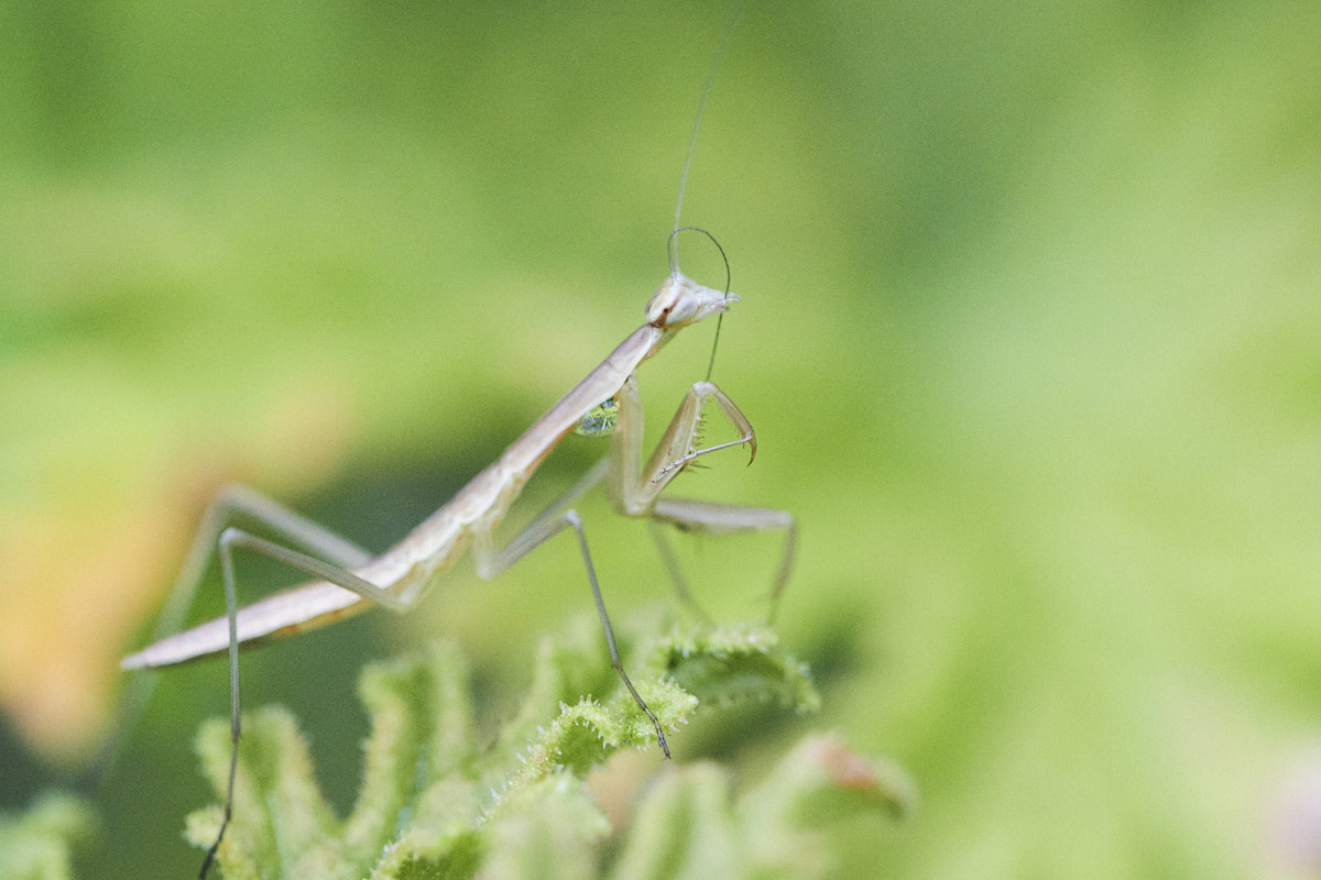 Photo - Insect camera