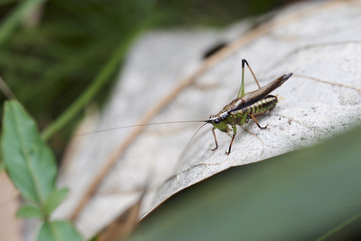 Photo - Insect camera