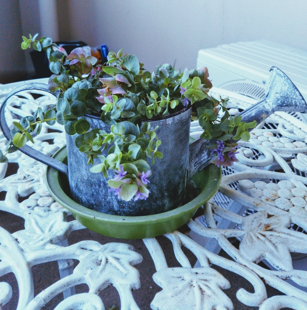 フラワーアレンジメントみたいな寄せ植え - アイリスの小箱～アンチアンチエイジング