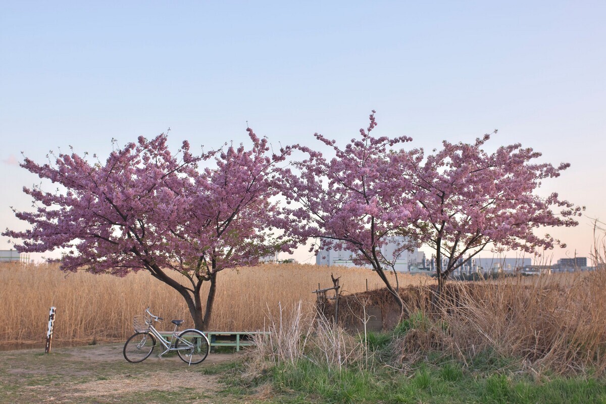 早咲きの桜 - Akashic Note