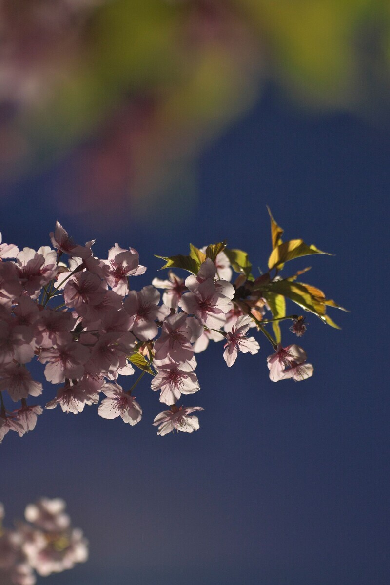 早咲きの桜 - Akashic Note