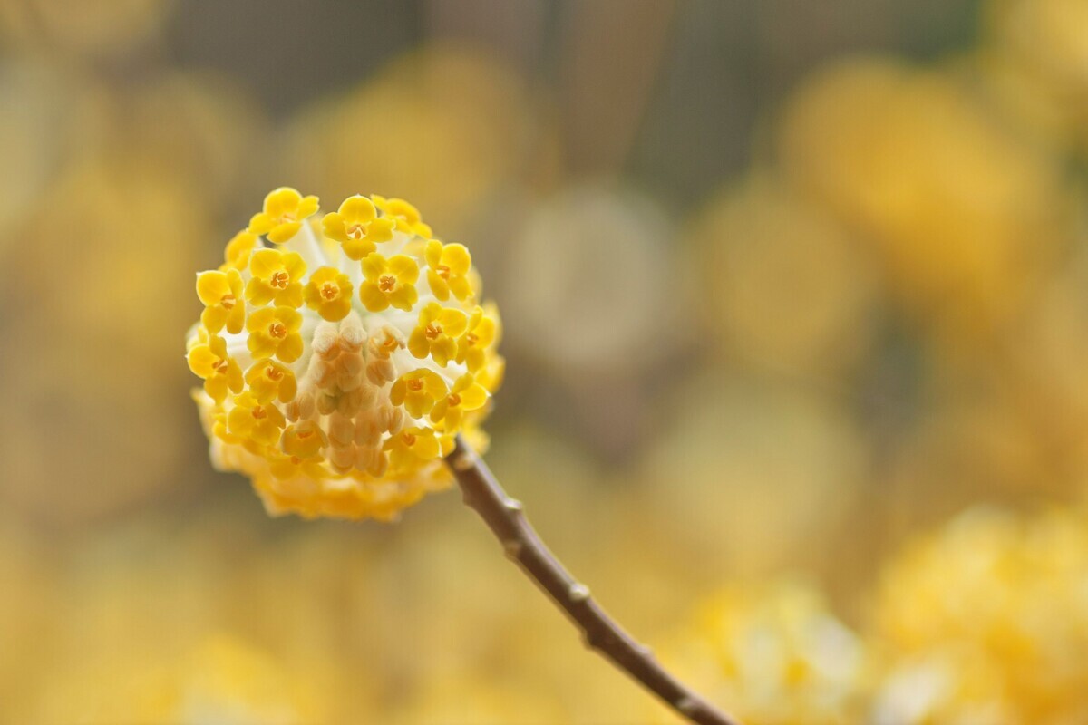 東丹沢 不動尻のミツマタの群生 - Akashic Note