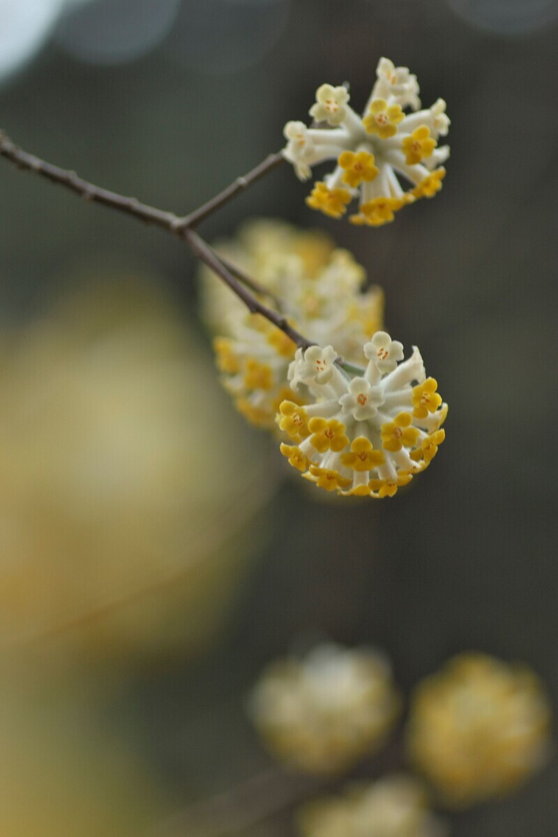 東丹沢 不動尻のミツマタの群生 - Akashic Note
