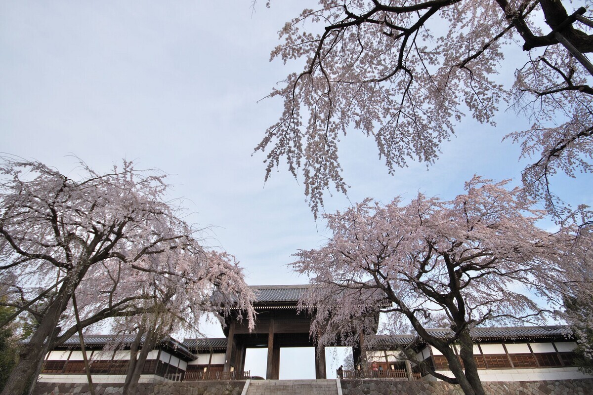 早咲きの桜 ちょっとお出掛け編 - Akashic Note