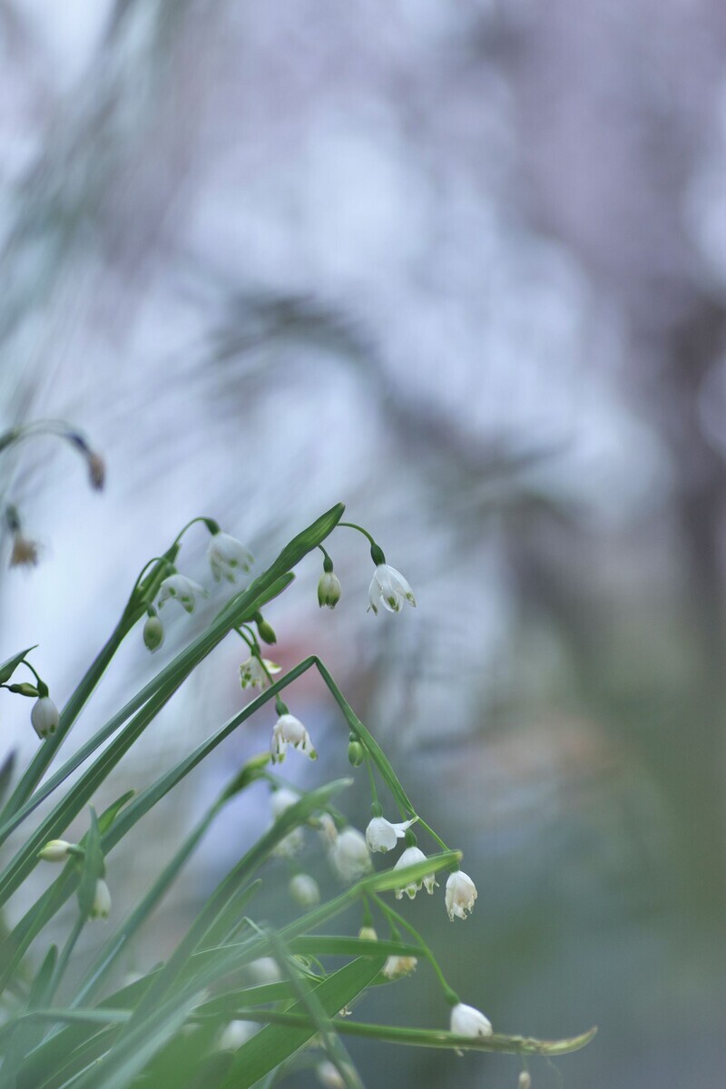 早咲きの桜 ちょっとお出掛け編 - Akashic Note