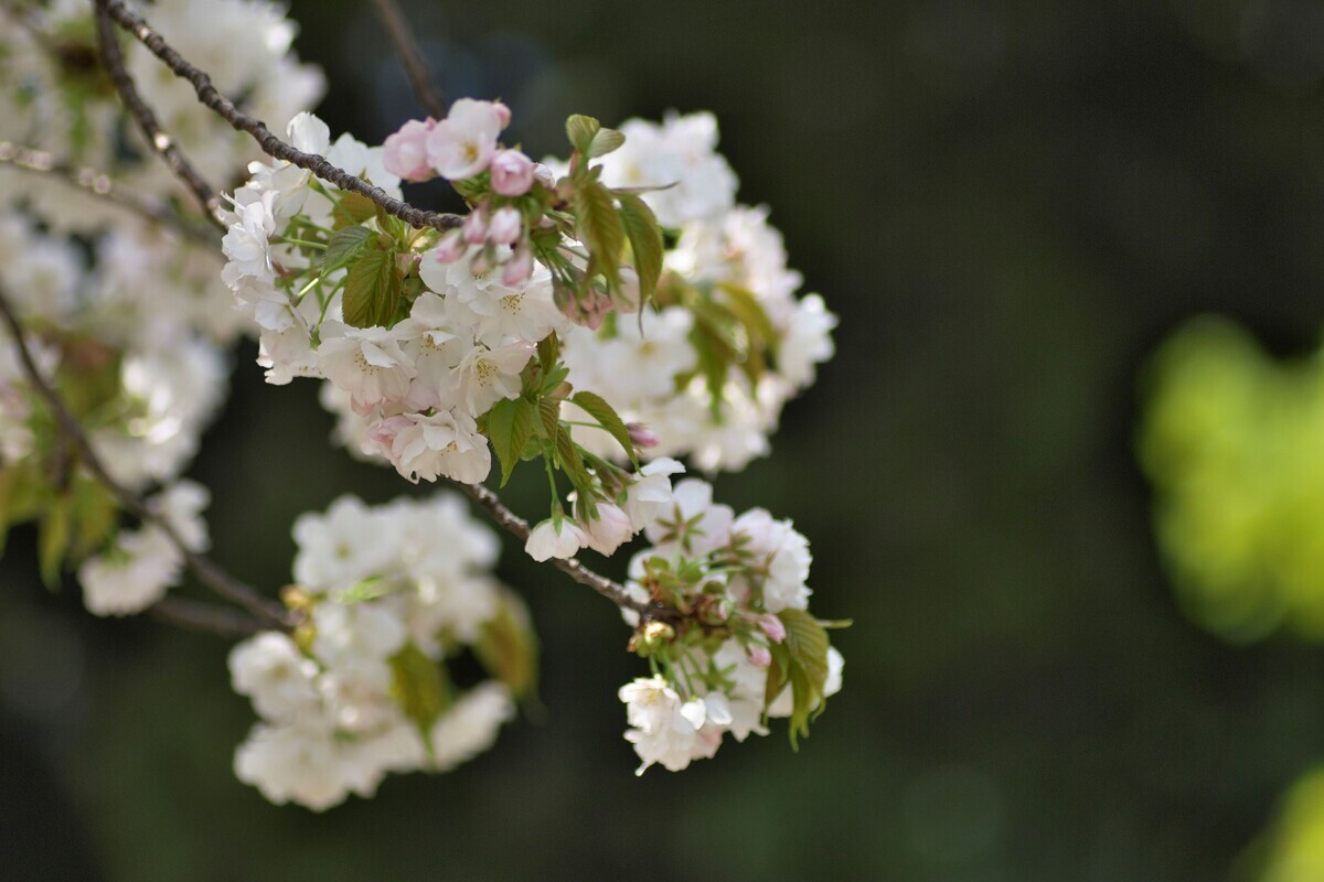 あっという間の春 - Akashic Note