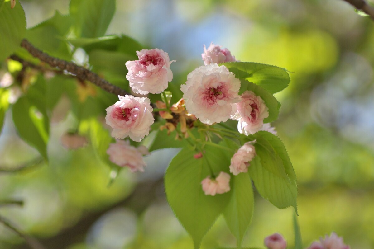 あっという間の春 - Akashic Note