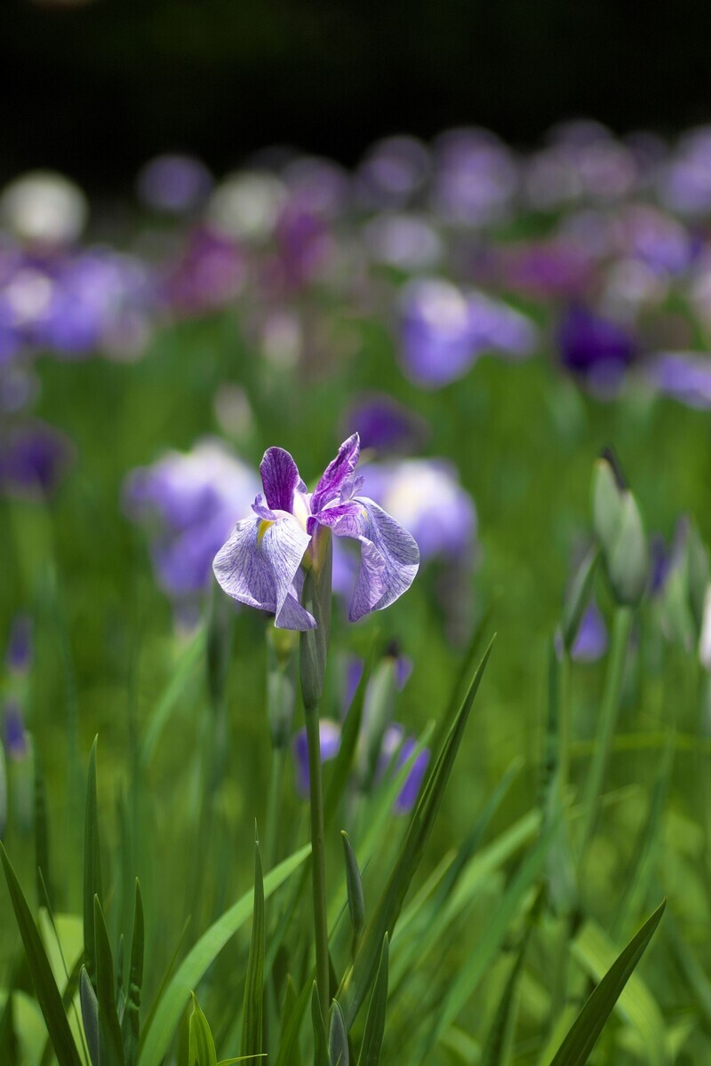 横須賀しょうぶ園 - Akashic Note