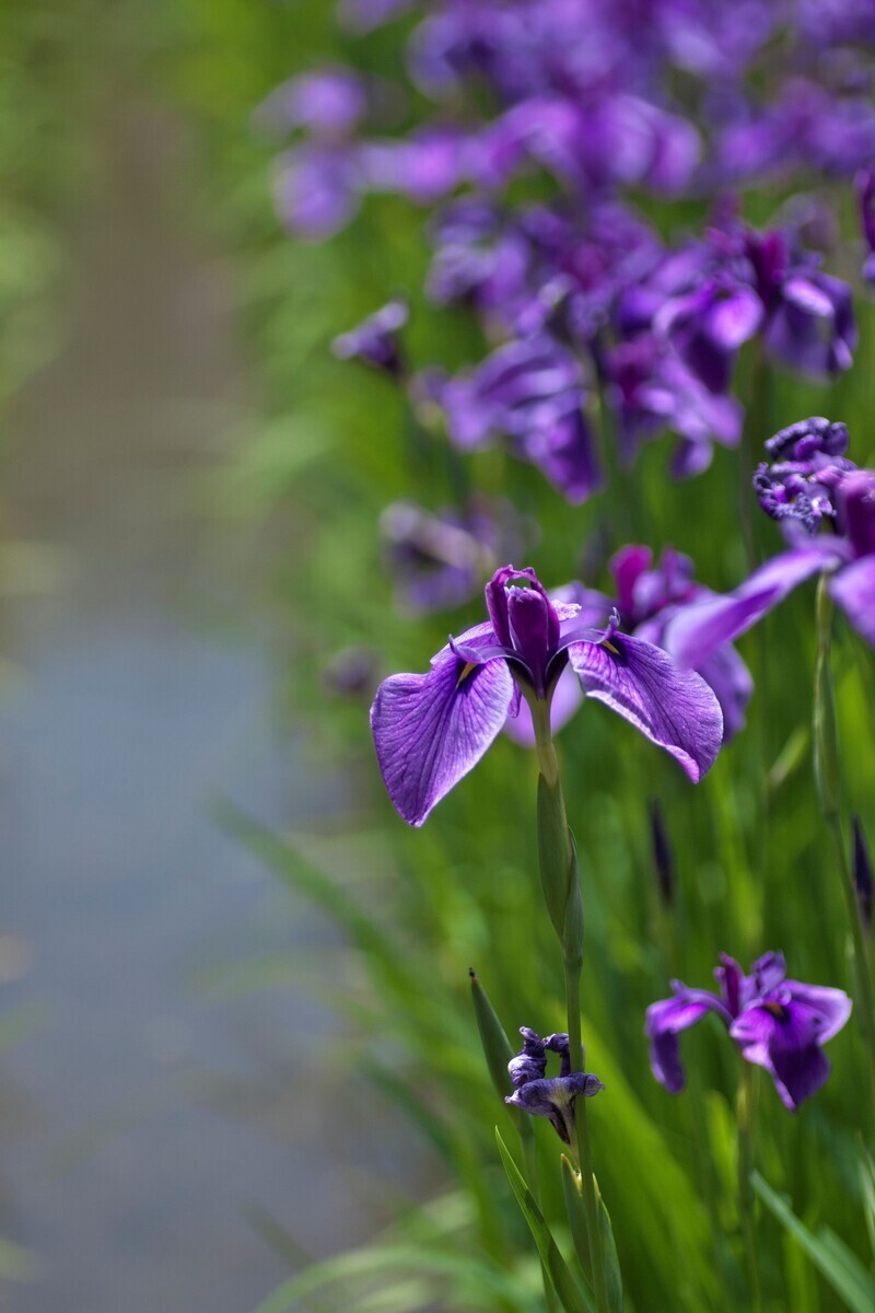 横須賀しょうぶ園 - Akashic Note