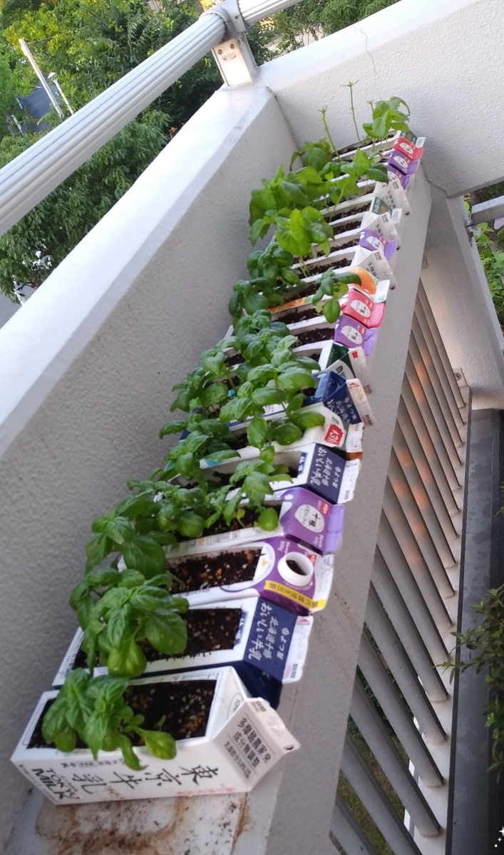 牛乳パックで「青じそ」と「スイートバジル」を栽培したら、バカ成り～🍁 - 高齢者親子二人暮らしJIBIRAのブログ