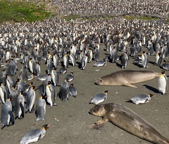 ALL New：FT8WW（Crozet Island 20m CW） - JR7XRF’s blog