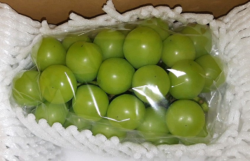 Japanese Shine Muscat Grapes and How to Eat Them Best - Japan Lifehacks!
