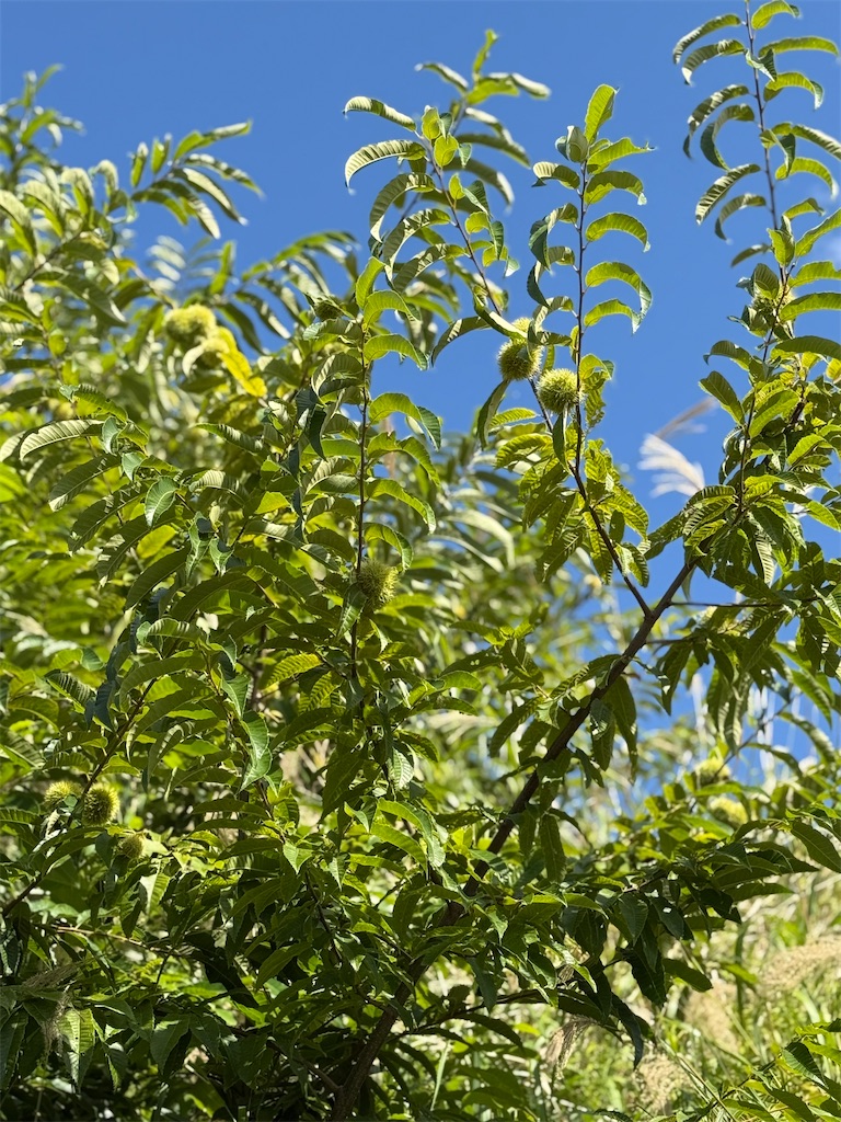 パサキオ。南区のレストラン - カトミブログ／札幌⇆東京カメラマン/photographer KATOMI