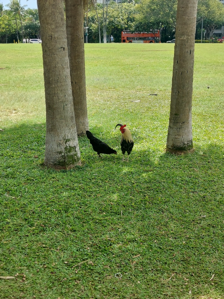 ～GWハワイ旅行4日目～ - モッツァレマの旅ブログ