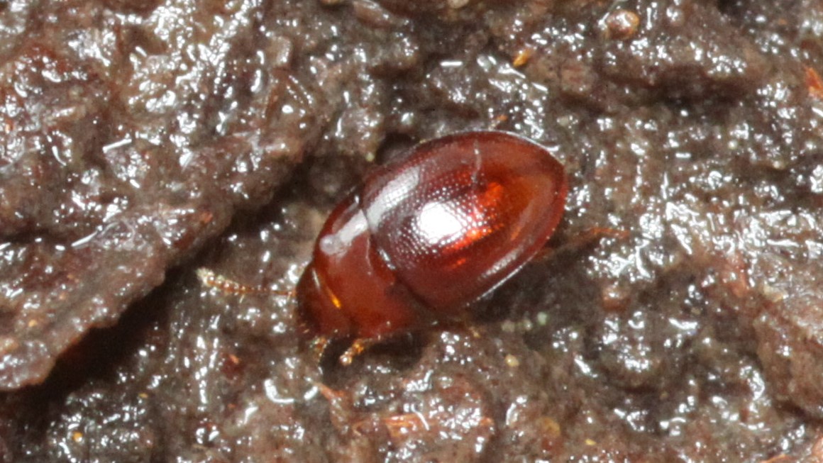 地下性昆虫まとめ(2021,X～2022,II) - 地下湿地定期便