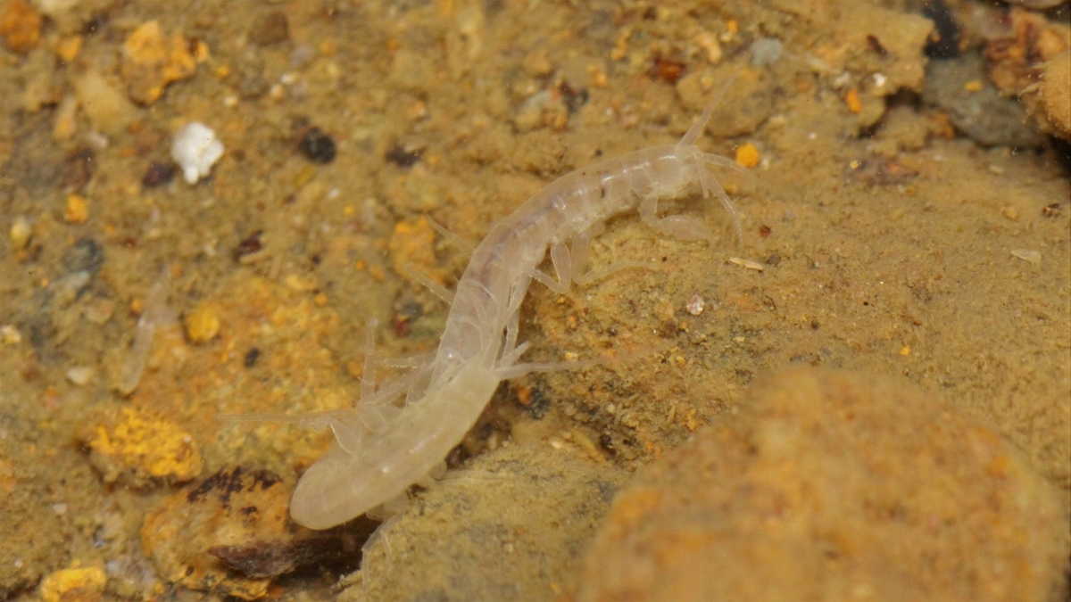 地下湿地定期便