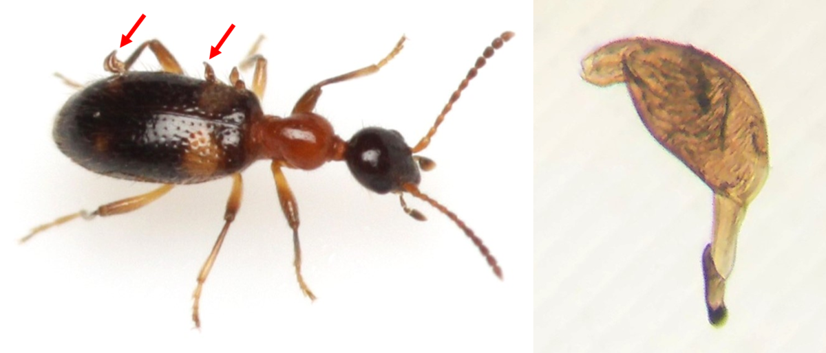 Love!Laboulbeniales! - 地下湿地定期便