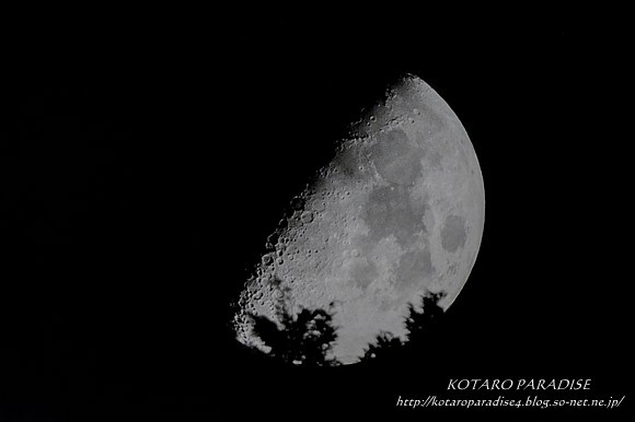 HALF MOON 2019.8.8 - KOTARO-PARADISE ・From Kochi Pref.