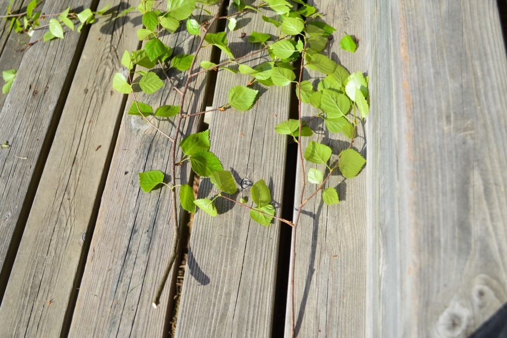サウナが3倍楽しくなるVihta（ヴィヒタ）の作り方 - デジノマ
