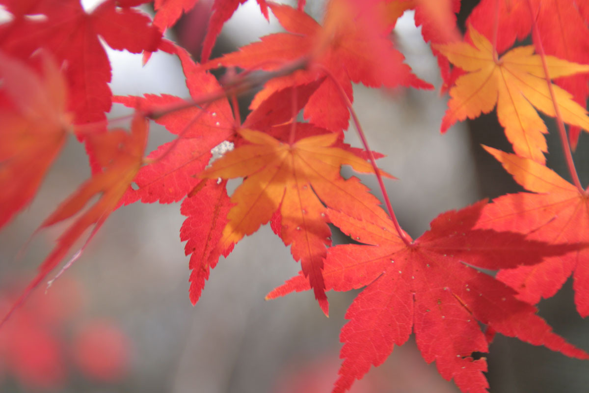 個別「もみじ」の写真、画像 - Kiite's fotolife