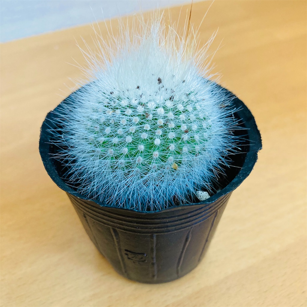 新サボテンをお迎え - 気楽に、気ままに！野遊びライフ