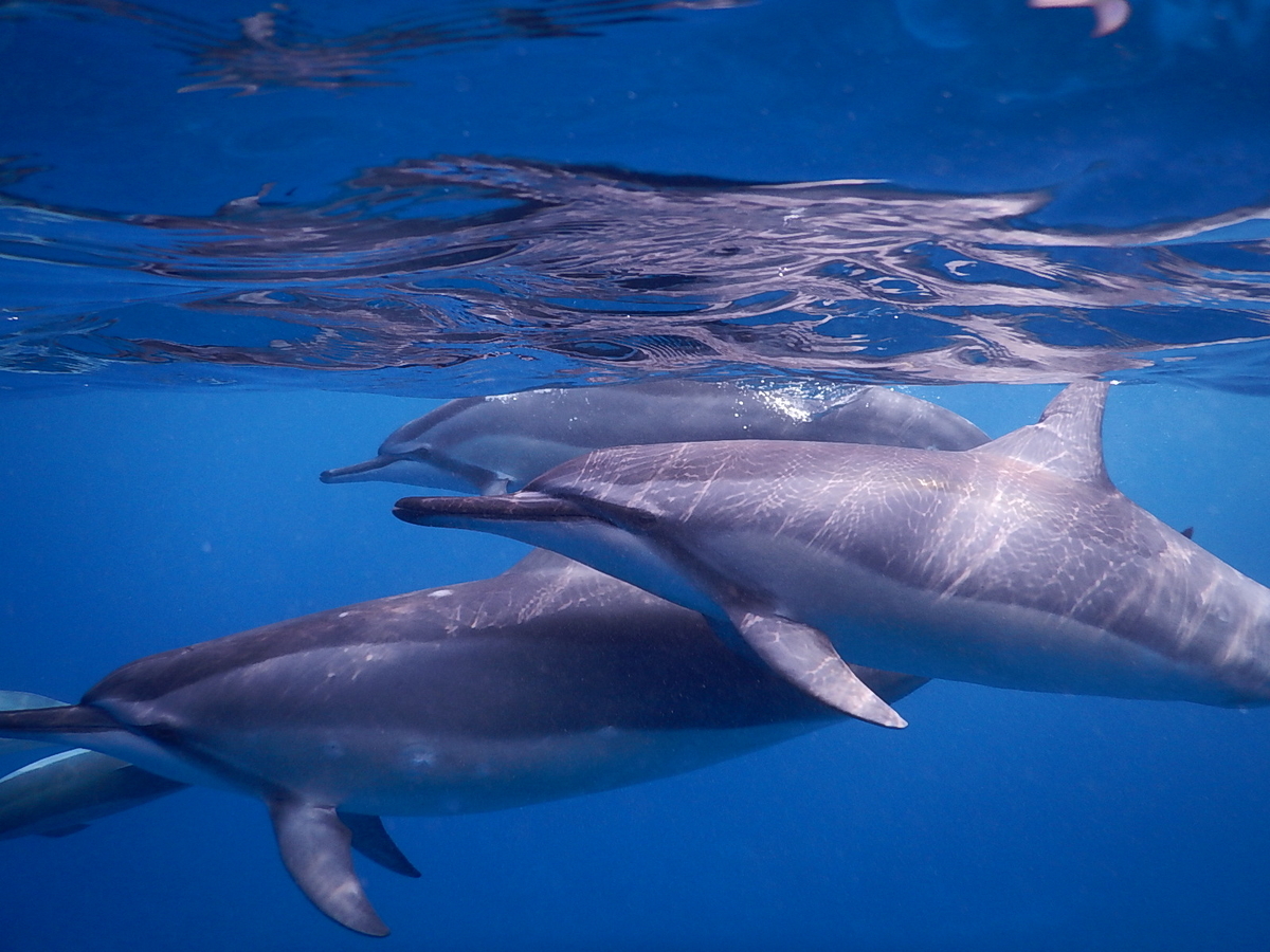 ハワイ語辞書＃2 wehewehe - KonaHawaiiのブログ