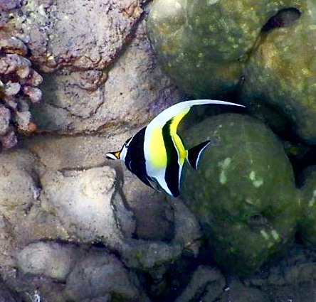 ハワイ語辞書＃2 wehewehe - KonaHawaiiのブログ