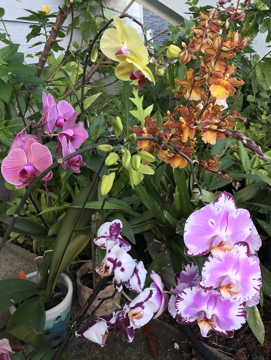 ハワイ語辞書＃2 wehewehe - KonaHawaiiのブログ